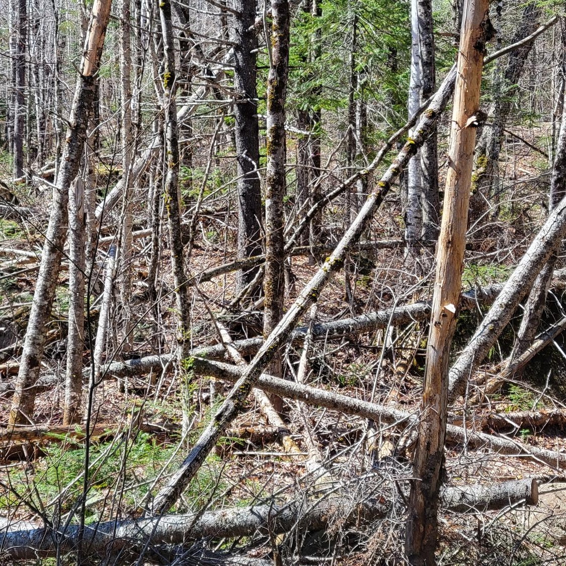Is there more carbon in standing or downed dead wood? – Arbor Analytics
